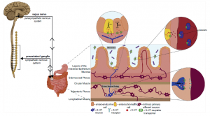 Brain-Gut-Microbiota Axis – Gastro Mérida