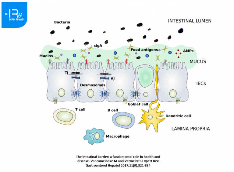 Intestinal barrier: Tight junction – Gastro Mérida