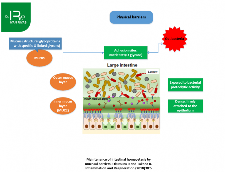 Intestinal Barrier: Mucus – Gastro Mérida