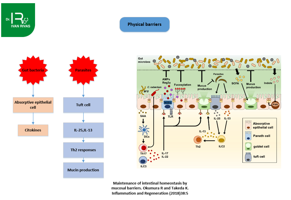 Intestinal Barrier: Mucus – Gastro Mérida