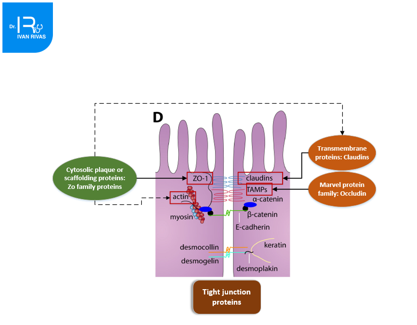Intestinal barrier: Tight junction – Gastro Mérida