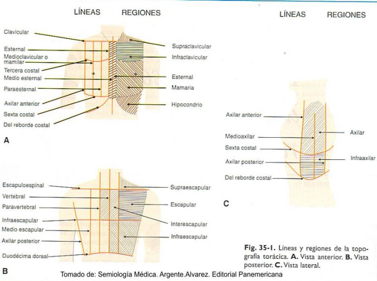 Exploración del Tórax: Topografía torácica – Gastro Mérida