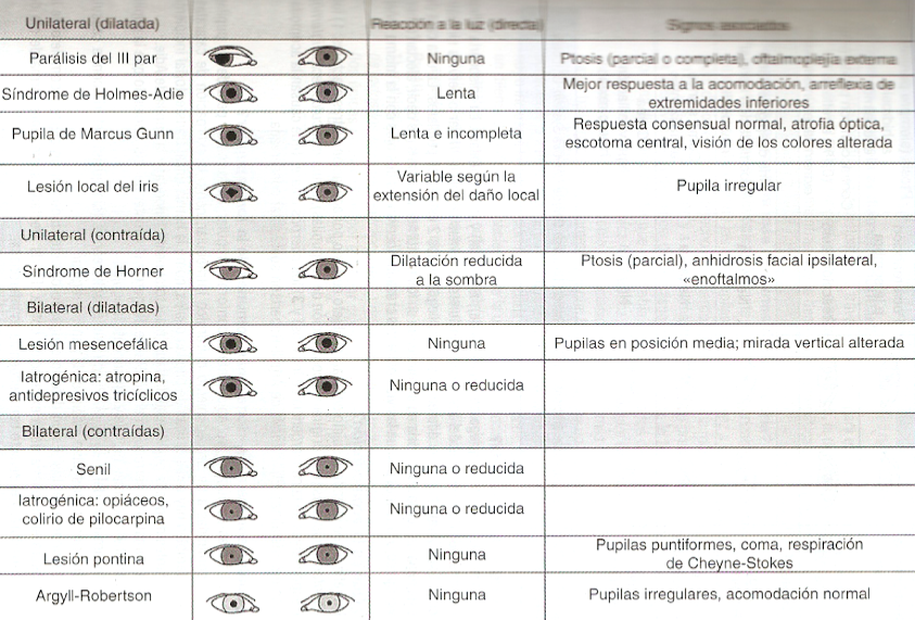 Pares Craneales: I,II,III y IV – Gastro Mérida