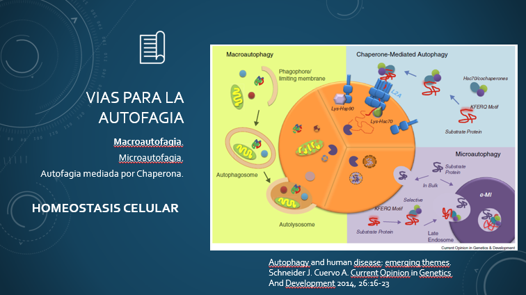 Autofagia – Gastro Mérida