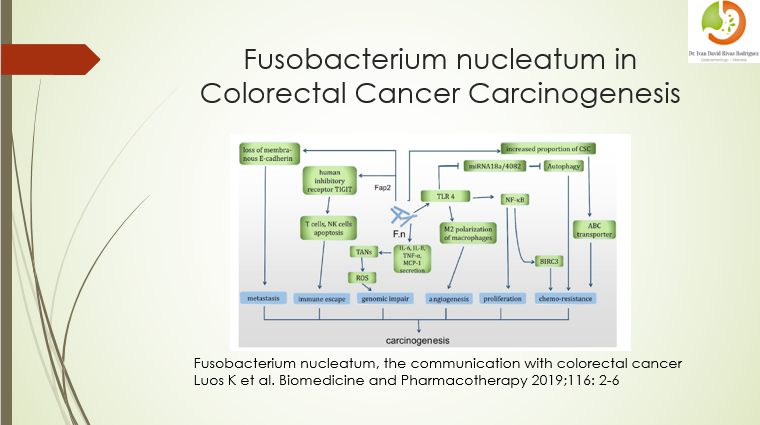 Fusobacterium nucleatum and Colorectal Cancer – Gastro Mérida