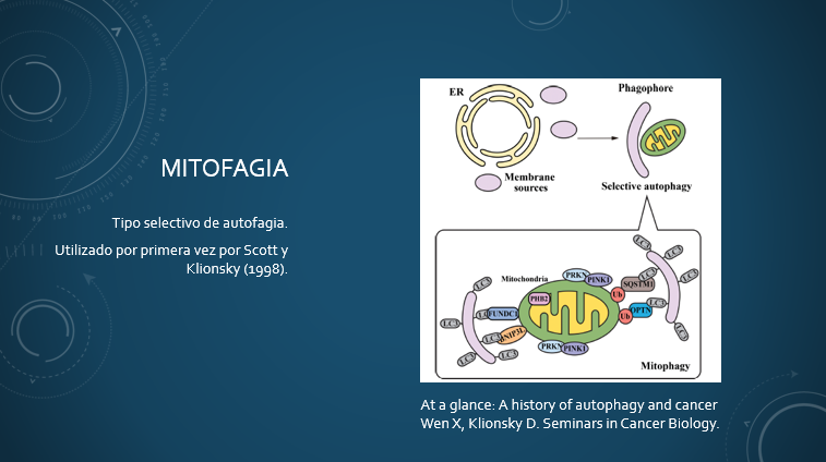 Autofagia – Gastro Mérida