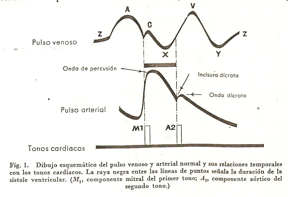 Signos Vitales – Gastro Mérida
