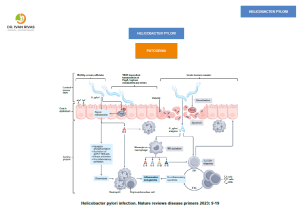 Algoritmos diagnósticos y terapéuticos de infecciones del tracto ...